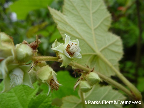 NParks | Rubus moluccanus var angulosus