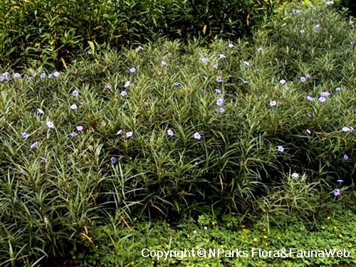 NParks | Ruellia simplex