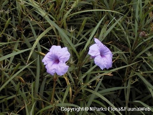 NParks | Ruellia simplex 'White Katie'