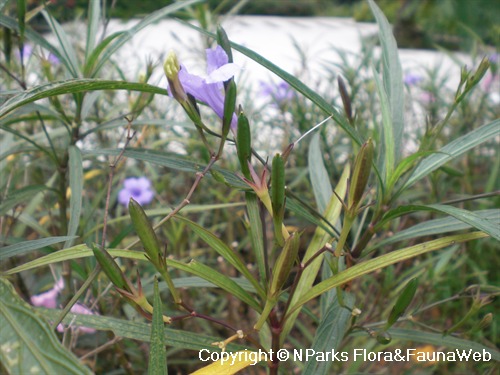 NParks | Ruellia simplex