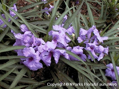 NParks | Ruellia simplex 'Strawberries and Cream'