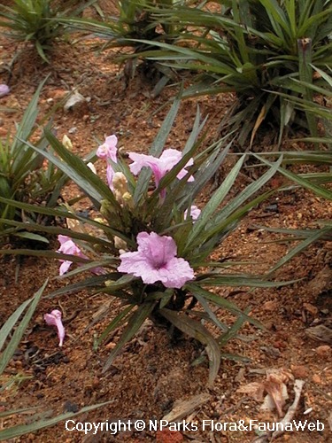 NParks | Ruellia simplex 'White Katie'
