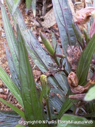 NParks | Ruellia simplex 'Colobe Pink'