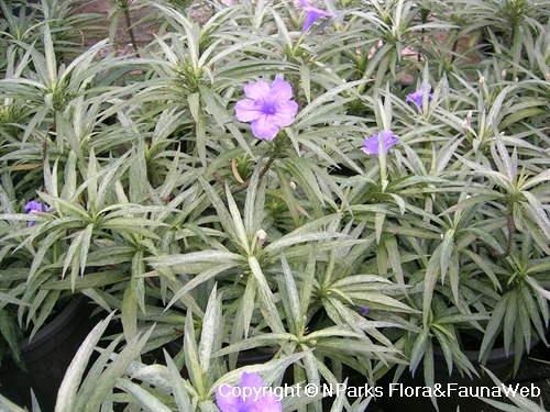 NParks | Ruellia simplex 'Katie'