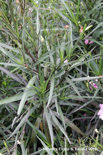 NParks | Ruellia simplex 'Chi Chi'