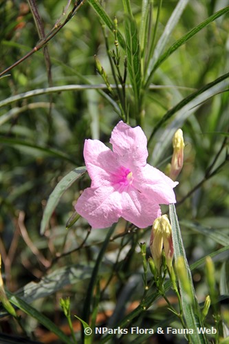 NParks | Ruellia blechum