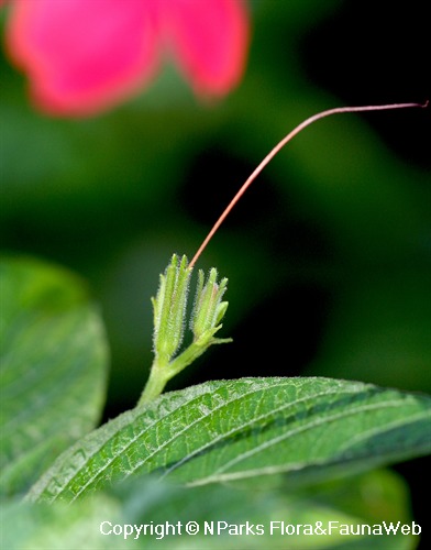 NParks | Ruellia rosea