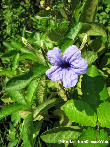 NParks | Ruellia tuberosa