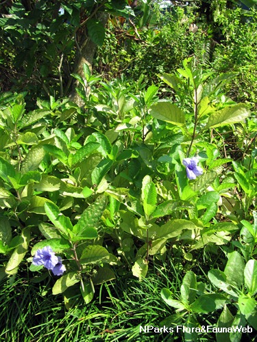 NParks | Ruellia tuberosa