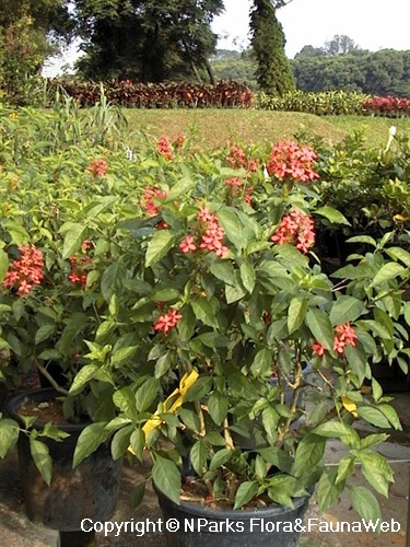 NParks | Ruspolia hypocrateriformis