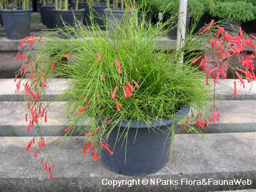 NParks | Russelia equisetiformis