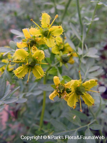 NParks | Ruta graveolens
