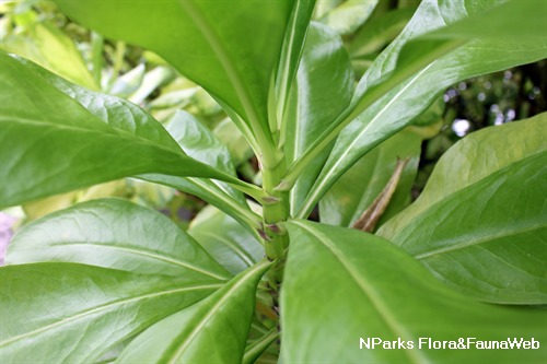NParks | Scaevola taccada
