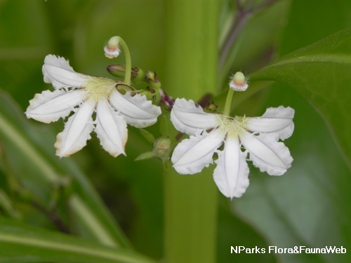 NParks | Scaevola taccada