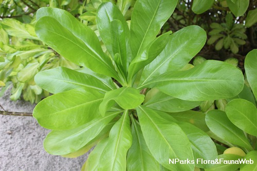 NParks | Scaevola taccada