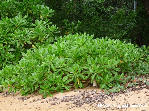 NParks | Scaevola taccada
