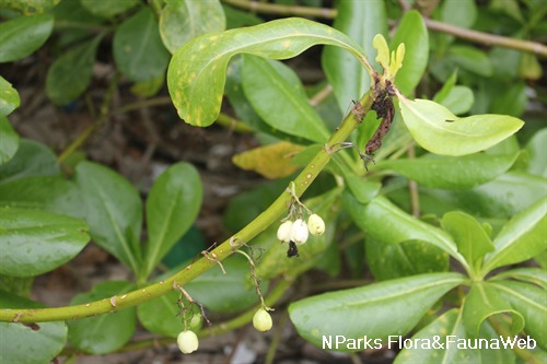 NParks | Scaevola taccada