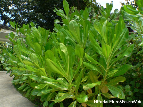NParks | Scaevola taccada