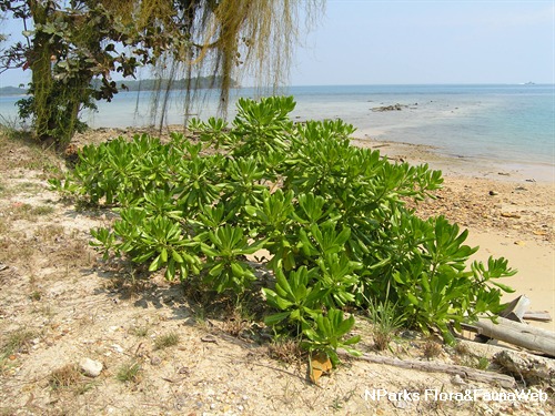 NParks | Scaevola taccada