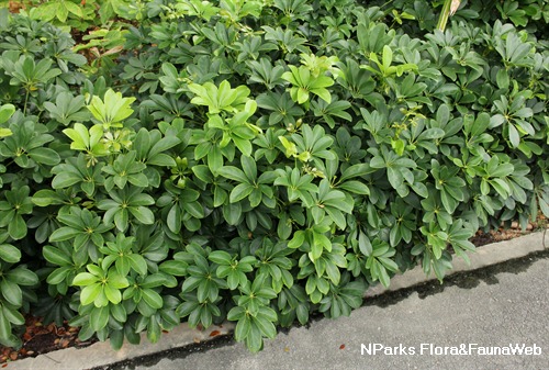 Schefflera Arboricola Hedge