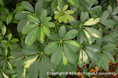 NParks | Heptapleurum arboricola 'Variegata'