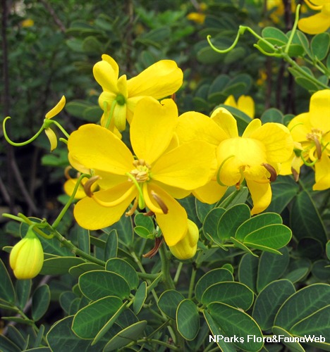 NParks | Senna pendula