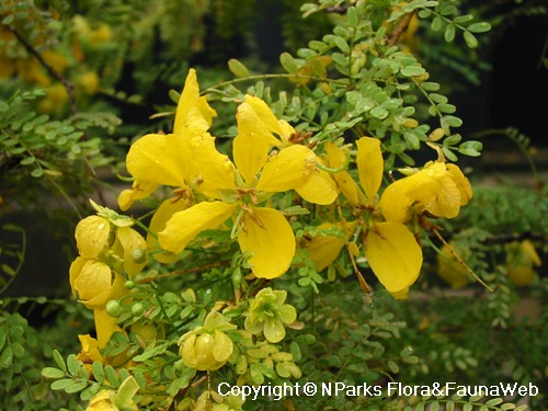 NParks | Senna spectabilis