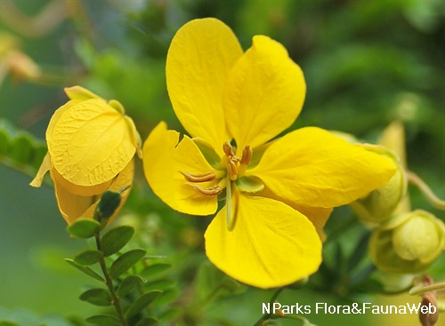 NParks | Senna polyphylla