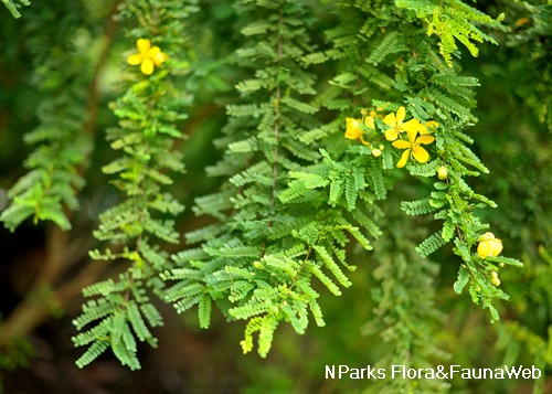 NParks | Senna polyphylla