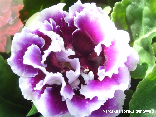 NParks | Sinningia speciosa cultivars