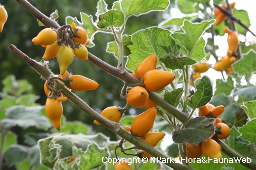 NParks | Solanum mammosum