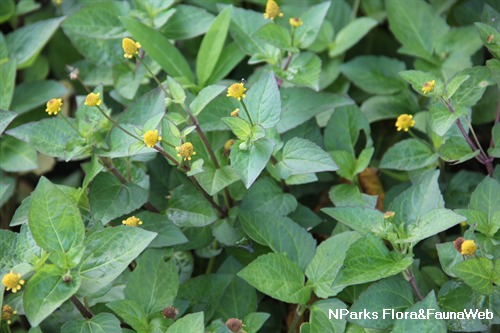 NParks | Acmella paniculata