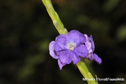 NParks | Stachytarpheta jamaicensis