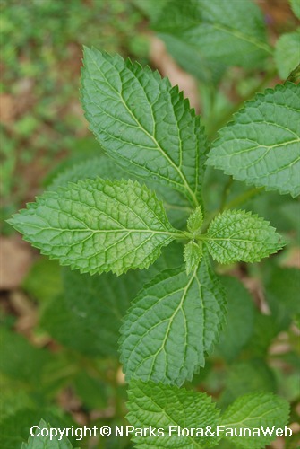 NParks | Stachytarpheta jamaicensis