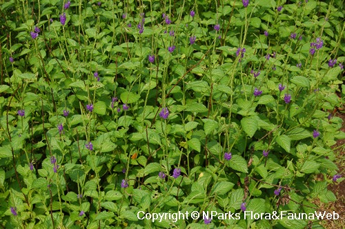 NParks | Stachytarpheta jamaicensis