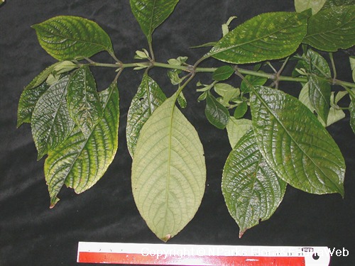 NParks | Strobilanthes scabra