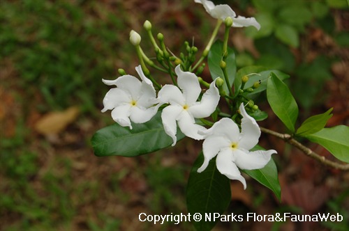 NParks | Tabernaemontana corymbosa