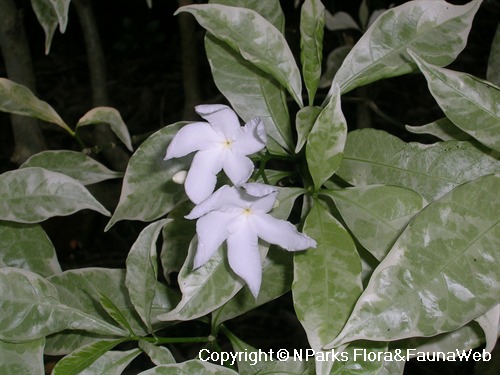 NParks | Tabernaemontana