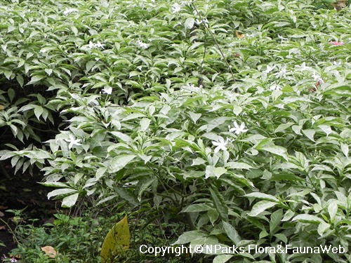 NParks | Tabernaemontana