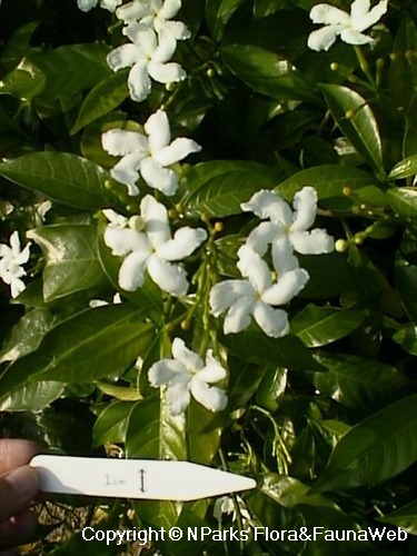 NParks | Tabernaemontana divaricata