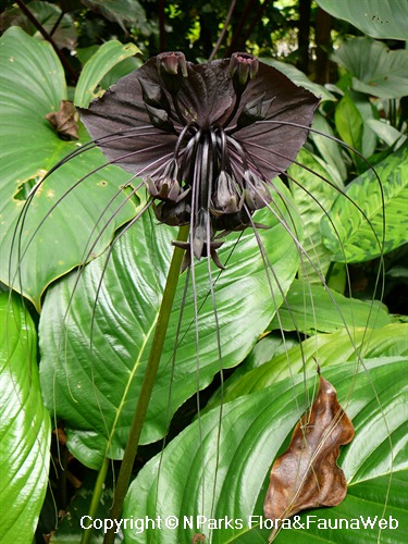NParks | Tacca chantrieri