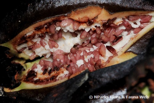 NParks | Tacca cristata