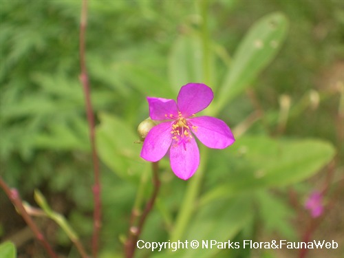 NParks | Talinum paniculatum