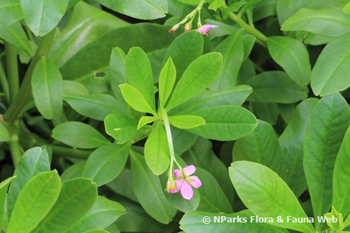 Talilong, Talinum Fruticosum, PHILIPPINE SPINACH:, 47% OFF