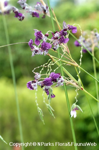 NParks | Thalia dealbata