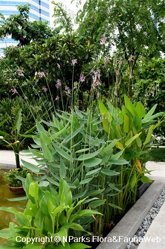 NParks | Thalia dealbata