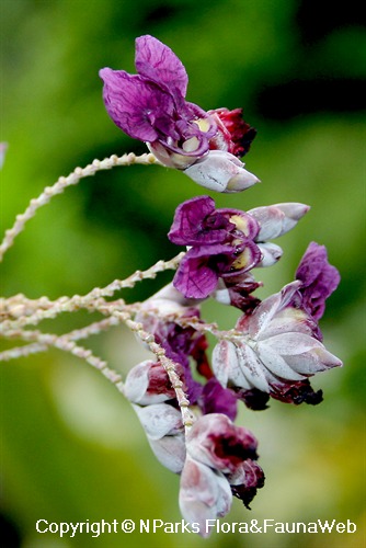 NParks | Thalia dealbata