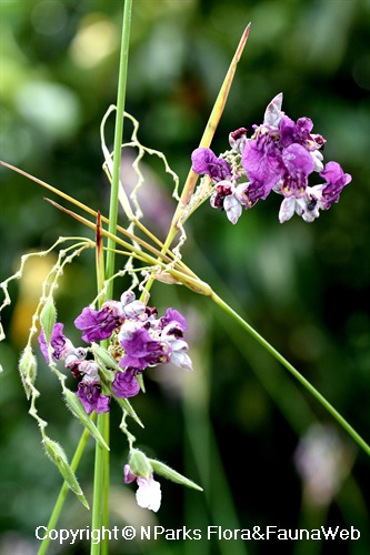 NParks | Thalia dealbata