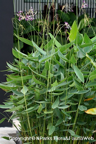 NParks | Thalia dealbata