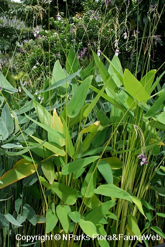 NParks | Thalia geniculata